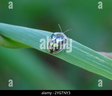 Mottled Tortoise Beetle (Deloyala guttata Stock Photo - Alamy