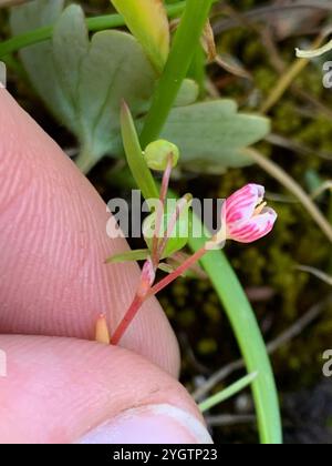 Narrow-leaved Montia (Montia linearis Stock Photo - Alamy
