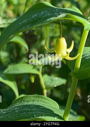 white twisted-stalk (Streptopus amplexifolius Stock Photo - Alamy
