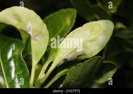 Spindletree powdery mildew (Erysiphe euonymicola Stock Photo - Alamy