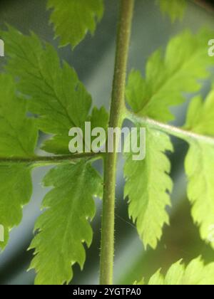 triploid wood fern (Dryopteris × triploidea Stock Photo - Alamy