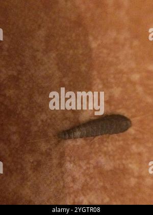 Common Silverfish (Lepisma saccharinum Stock Photo - Alamy