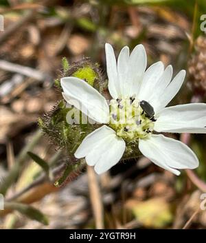 Hayfield Tarweed (Hemizonia congesta Stock Photo - Alamy