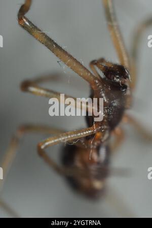 Triangulate Combfoot (Steatoda triangulosa Stock Photo - Alamy