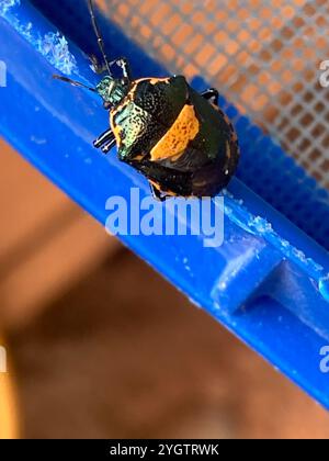 Anchor Stink Bug (Stiretrus anchorago Stock Photo - Alamy