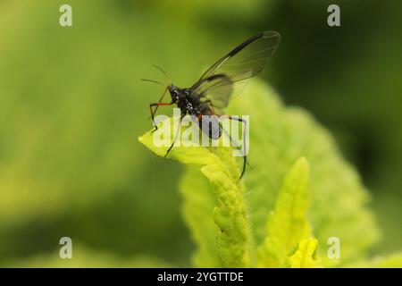 Greater Black Spruce Bark Aphid (Cinara piceae Stock Photo - Alamy