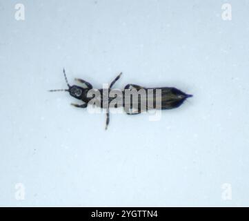 Common Thrips (Thripidae Stock Photo - Alamy