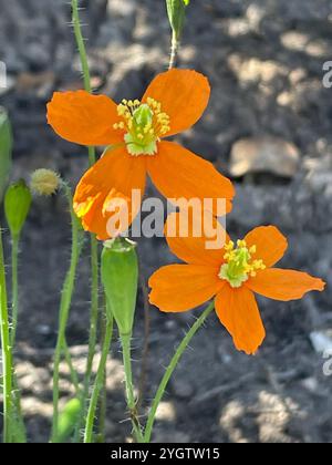fire poppy (Papaver californicum Stock Photo - Alamy