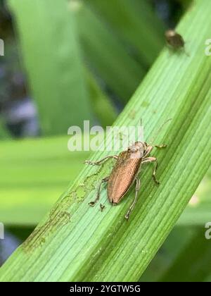 plain reed beetle (Donacia simplex Stock Photo - Alamy