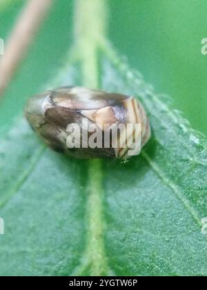 Alder Spittlebug (Clastoptera obtusa Stock Photo - Alamy