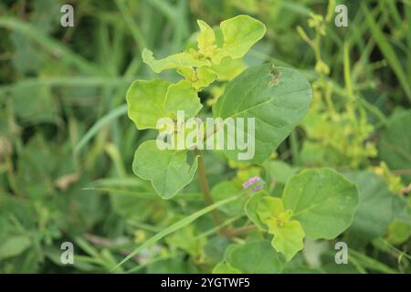 Wineflower (Boerhavia diffusa Stock Photo - Alamy