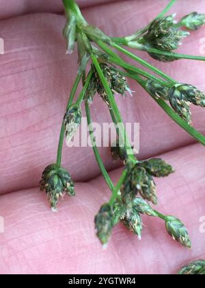 Panicled Bulrush (Scirpus microcarpus Stock Photo - Alamy