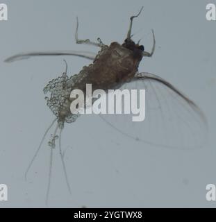 Small Square-gilled Mayflies (Caenidae) Insecta Stock Photo - Alamy