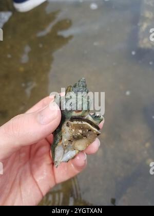 American Crown Conch (Melongena corona Stock Photo - Alamy
