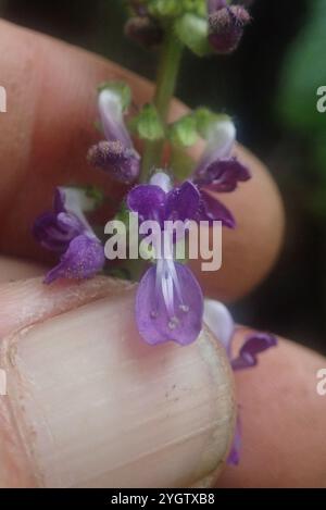 Wolf Spurflower (Coleus grandidentatus Stock Photo - Alamy