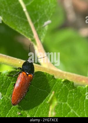 dull red click beetle (Ampedus pomorum Stock Photo - Alamy