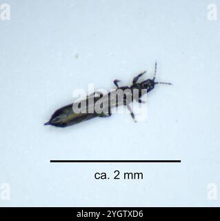 Common Thrips (Thripidae Stock Photo - Alamy
