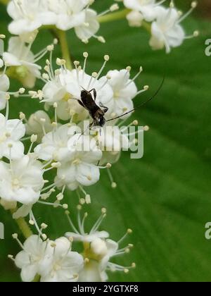 Bimaculate Longhorn Beetle (Molorchus bimaculatus Stock Photo - Alamy