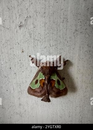 Spiny Oak-slug Moth (Euclea delphinii Stock Photo - Alamy