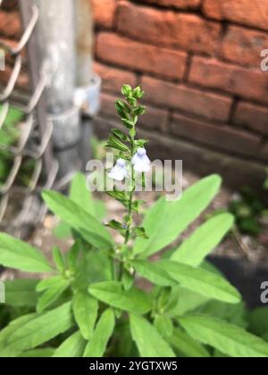Mintweed (Salvia reflexa Stock Photo - Alamy
