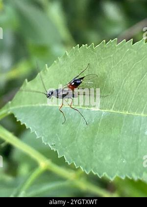 Aulacid Wasps (Aulacidae Stock Photo - Alamy