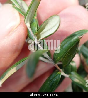 Bushman Tea (Athrixia phylicoides Stock Photo - Alamy