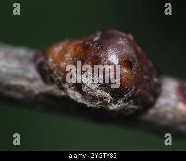 European Fruit Scale (Parthenolecanium corni Stock Photo - Alamy