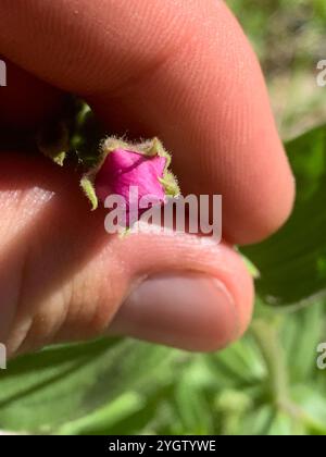 Lewis' monkeyflower (Erythranthe lewisii Stock Photo - Alamy