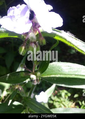 Zigzag Spiderwort (Tradescantia subaspera Stock Photo - Alamy