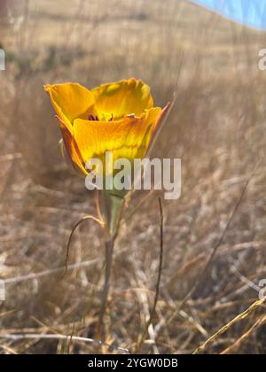 Clubhair Mariposa Lily (Calochortus clavatus) Plantae Stock Photo - Alamy