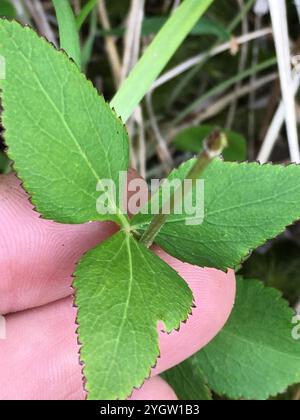 purple meadow-parsnip (Thaspium trifoliatum trifoliatum Stock Photo - Alamy