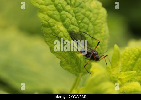 Greater Black Spruce Bark Aphid (Cinara piceae Stock Photo - Alamy