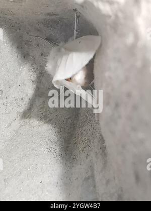 Water Ermine (Spilosoma urticae Stock Photo - Alamy