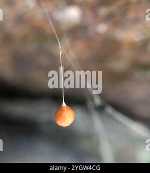 ray spiders (Theridiosoma Stock Photo - Alamy