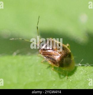 Bracken Bug (Monalocoris filicis Stock Photo - Alamy