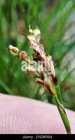 Bird's-foot Sedge (Carex ornithopoda) Plantae Stock Photo - Alamy