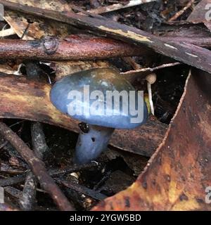 elegant blue webcap (Cortinarius rotundisporus Stock Photo - Alamy