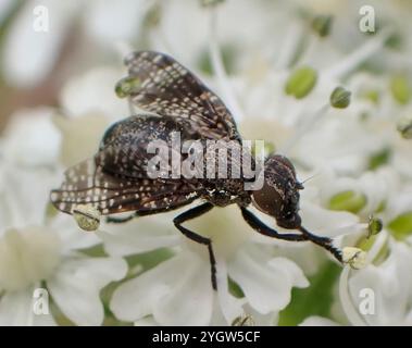 Dancing Kiss Fly (Platystoma seminationis Stock Photo - Alamy