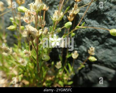 Sticky-stem Pearlwort (Sagina maxima Stock Photo - Alamy