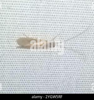 Yellow Net-spinning Caddisfly (Potamyia flava Stock Photo - Alamy