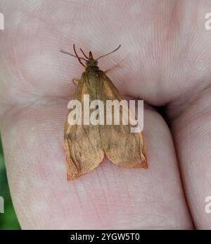 Rusty Virbia Moth (Virbia ferruginosa Stock Photo - Alamy