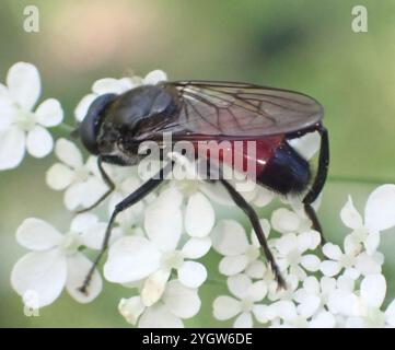 red-belted hoverfly (Brachypalpoides lentus Stock Photo - Alamy