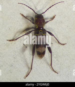 Rustic Borer (Xylotrechus colonus Stock Photo - Alamy