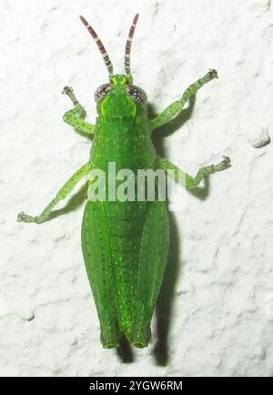 Spur-throated Grasshoppers (Catantopinae Stock Photo - Alamy
