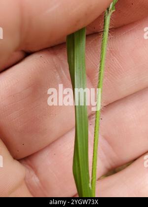 Alaska Oniongrass (Melica subulata Stock Photo - Alamy