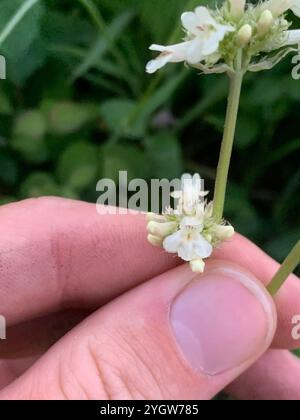Yellow Beardtongue (Penstemon confertus Stock Photo - Alamy
