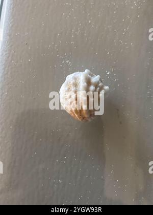 Spiny Jewel Box (Arcinella cornuta) Mollusca Stock Photo - Alamy