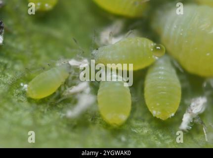 leafcurl ash aphid (Prociphilus fraxinifolii Stock Photo - Alamy