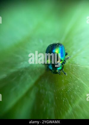 Dead-nettle Leaf Beetle (Fasta fastuosa Stock Photo - Alamy