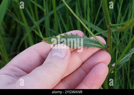 Amphibious Yellowcress (Rorippa amphibia Stock Photo - Alamy